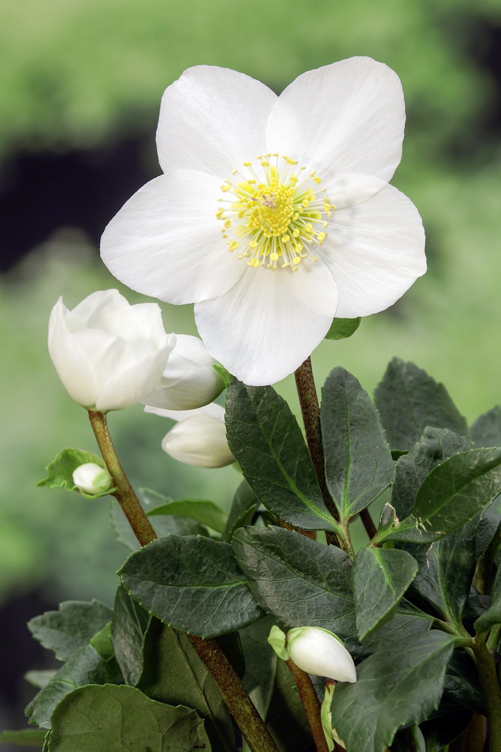 Christrosen setzen im Winter tolle Akzente › haushaltsapparate.net