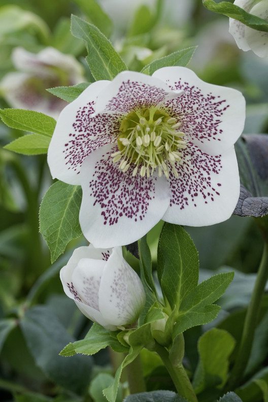 Christrosen setzen im Winter tolle Akzente › haushaltsapparate.net